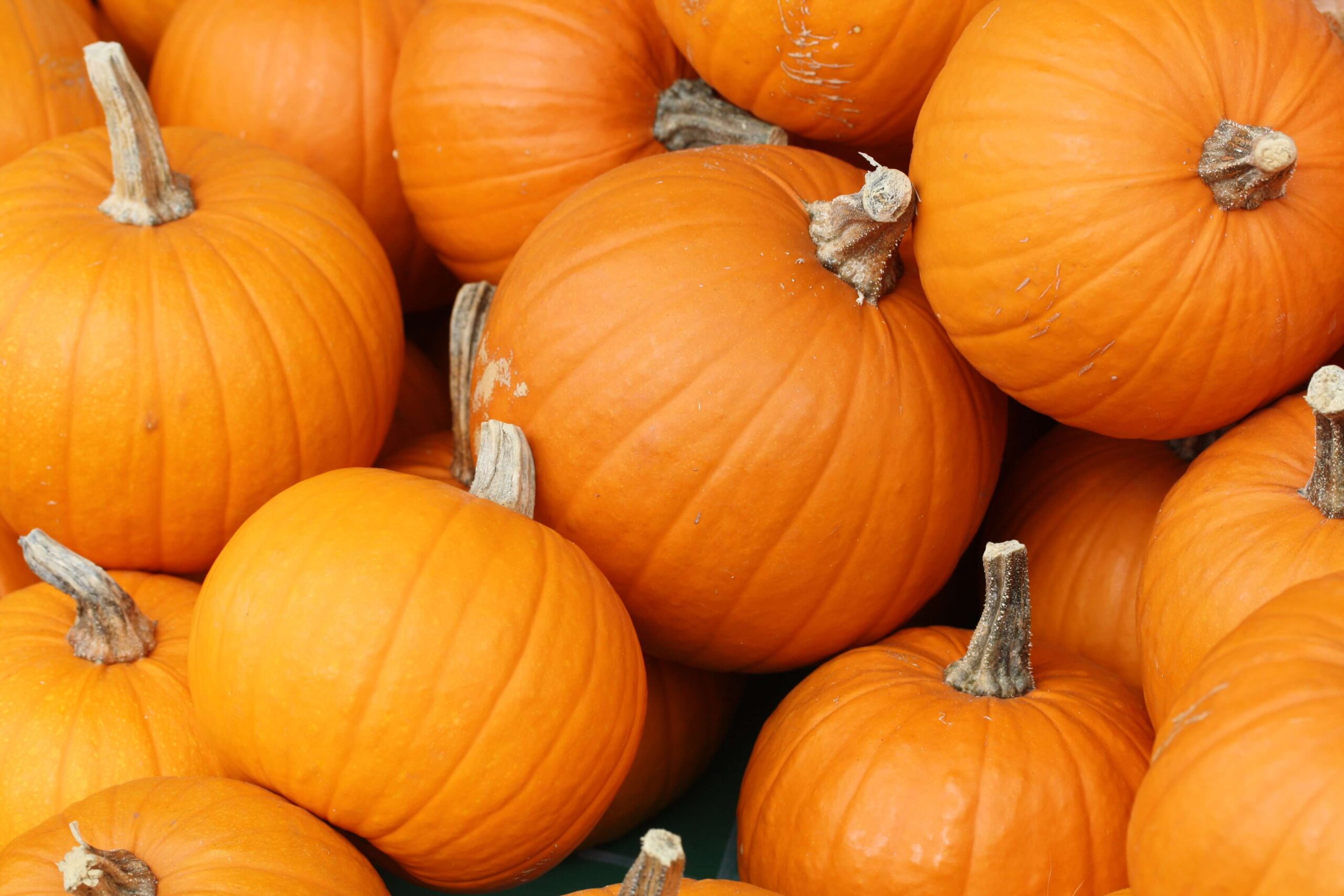 Mem Global | All Things Pumpkin
